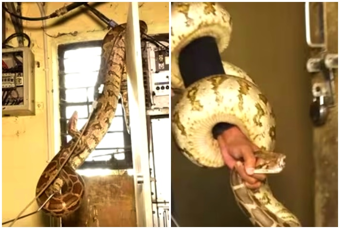 Huge Pythons Found Inside Substation, One Bites Rescuer | Watch