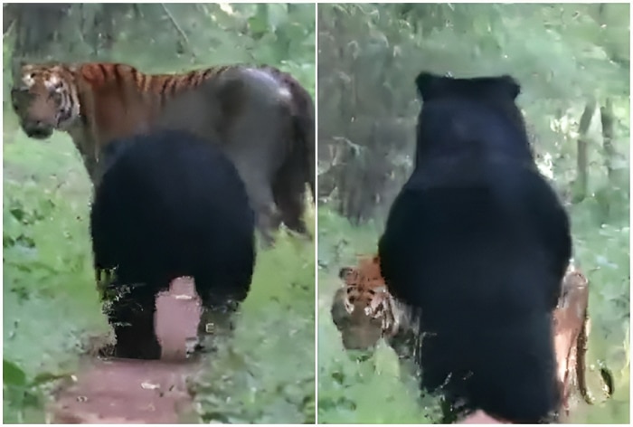 Jungle Faceoff: Tiger, Bear Surprise Visitors Who Expect Brutal Fight ...