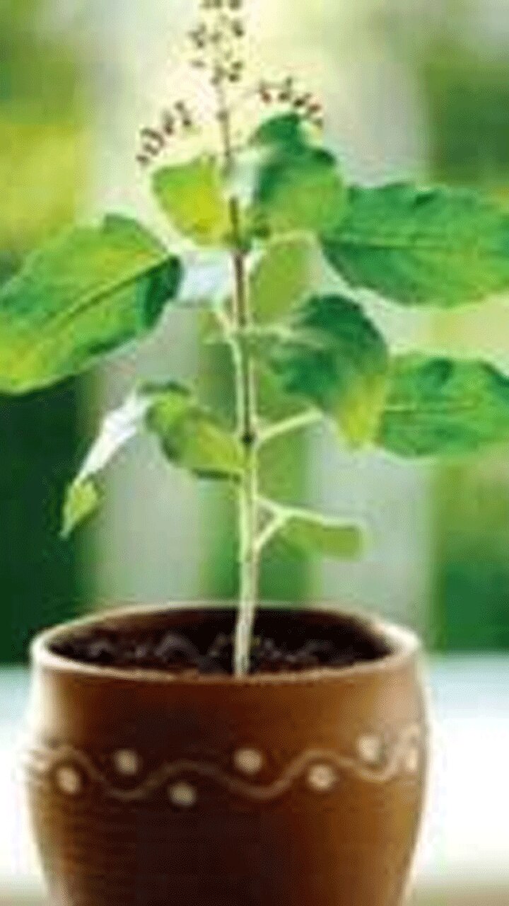 तुलसी के पत्ते क्यों चबाकर नहीं खाने चाहिए?