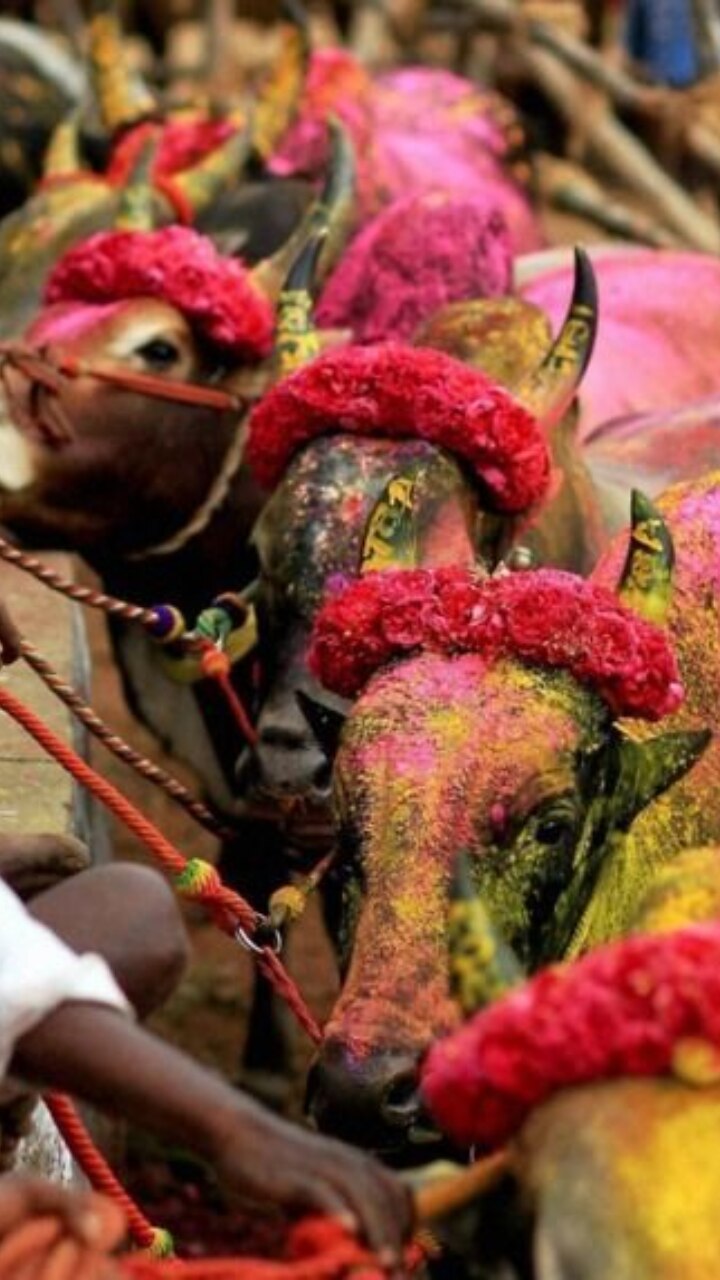 10 Animals That Are Worshipped In India