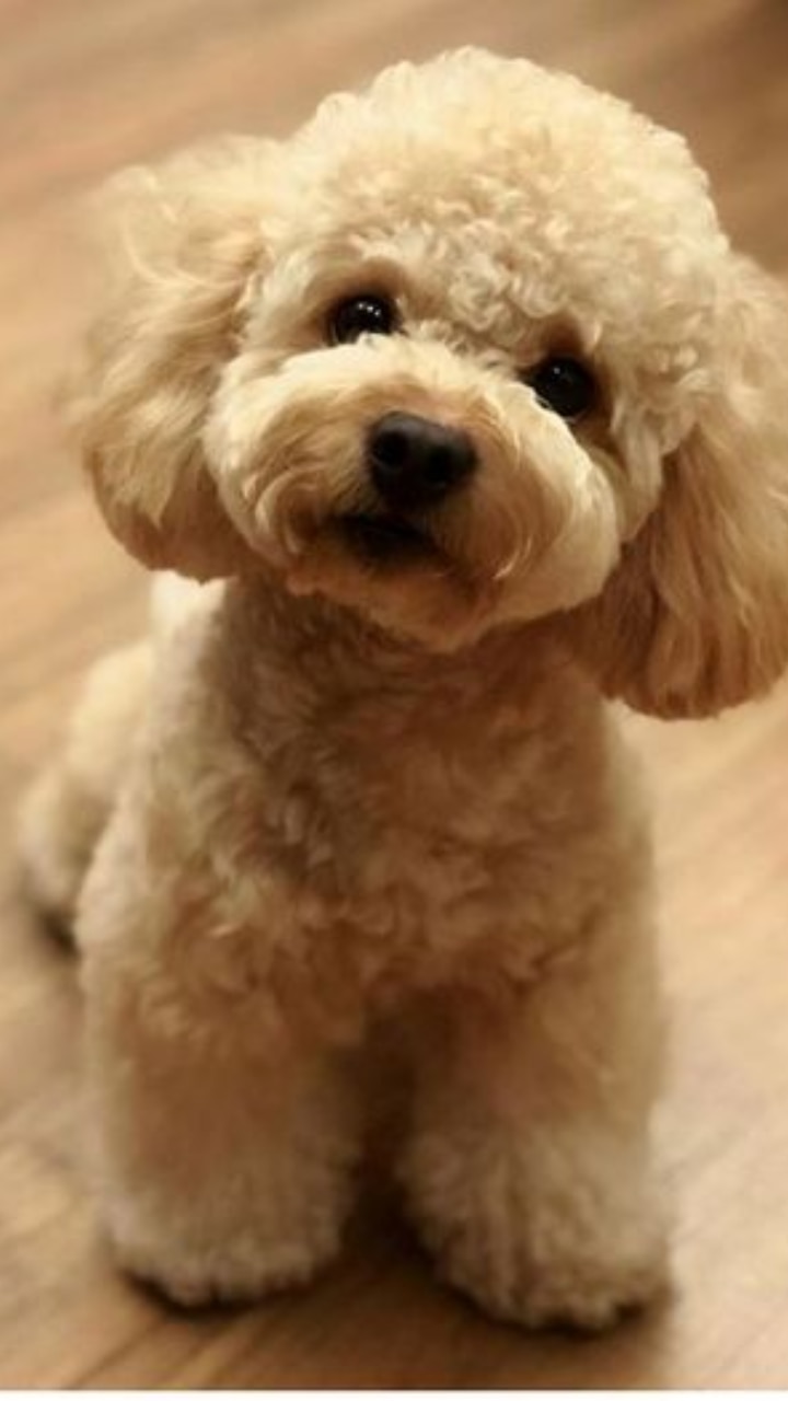 10 Dog Breeds That Are Perfect For Creative People