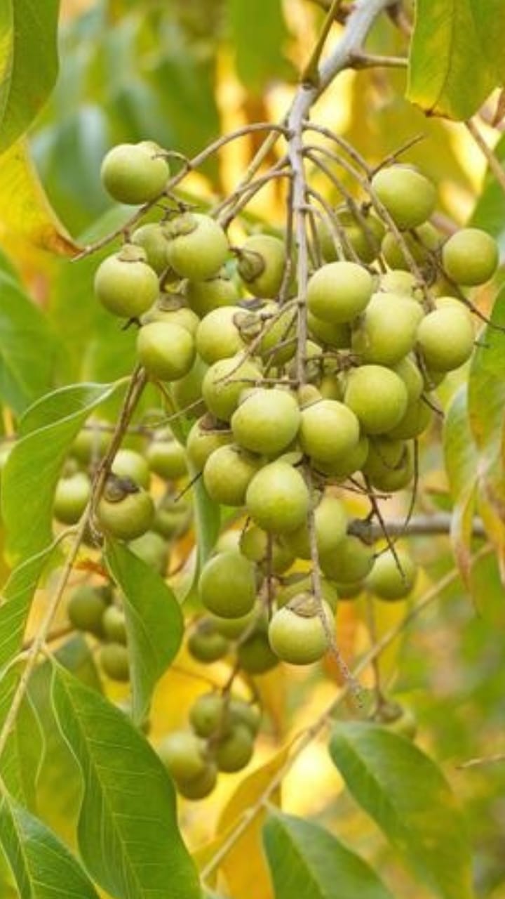 10 Benefits of Reetha Oil For Your Hair