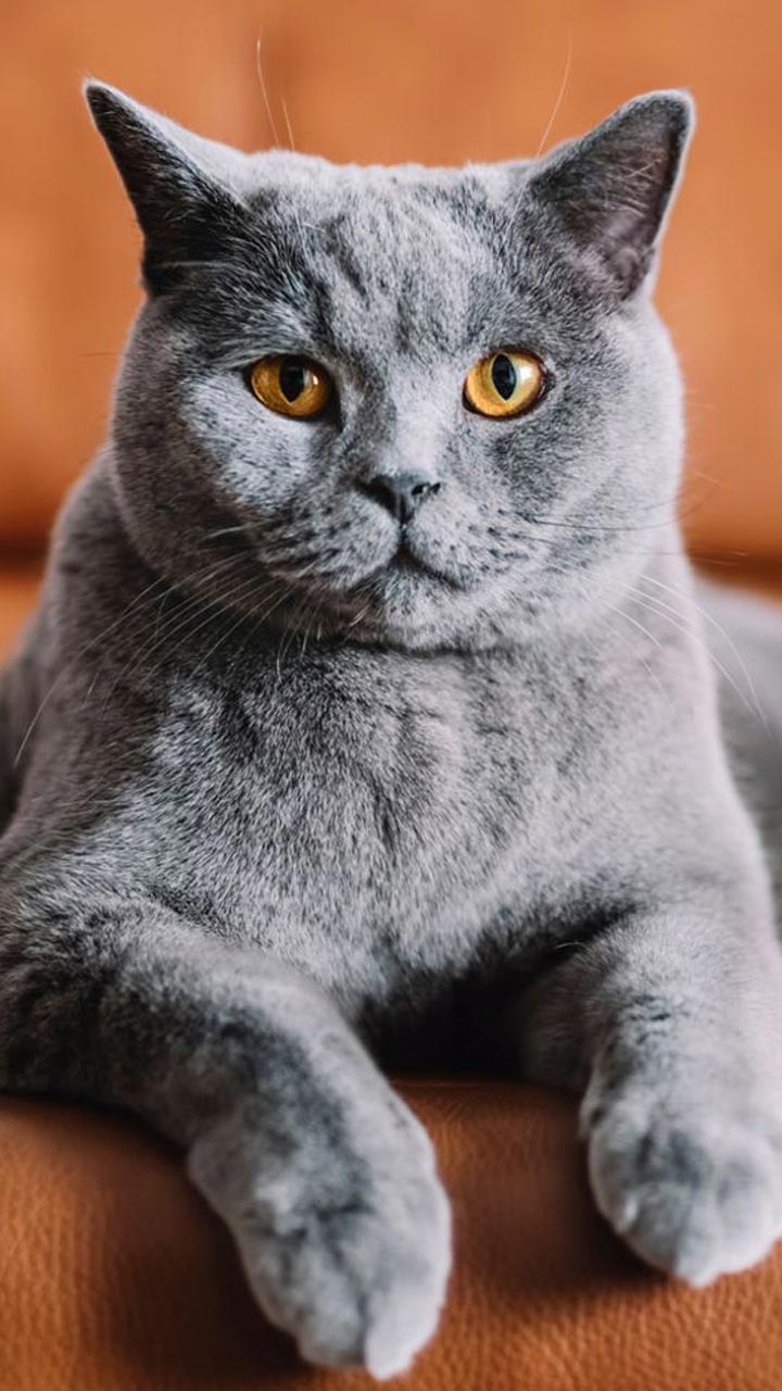 10 Rarest Cat Breeds In The World