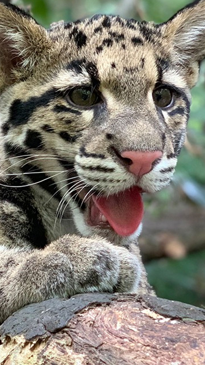 Top 10 Indian Cat Breeds That Will Melt Your Heart