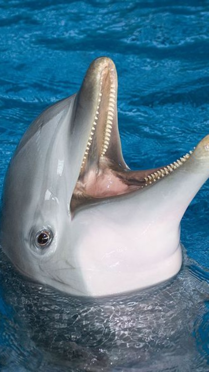 Cute Bottlenose Dolphin