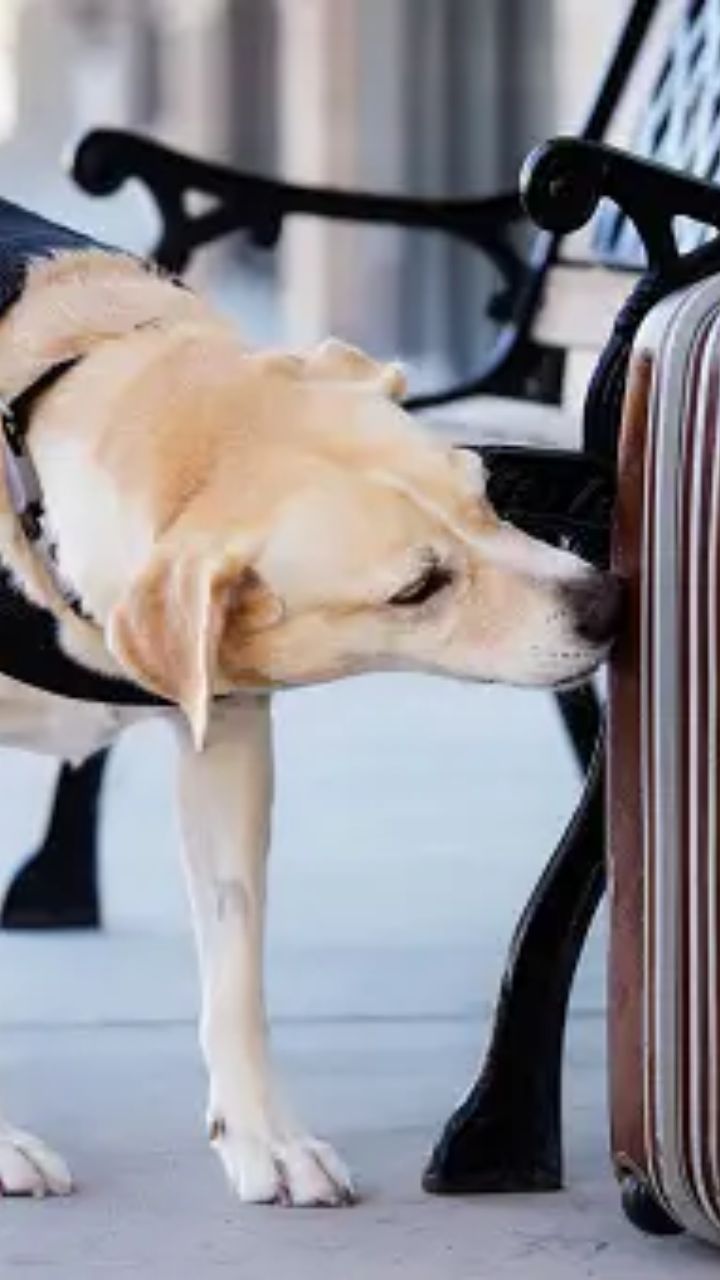 10 Dog Breeds That Have Strongest Sense Of Smell