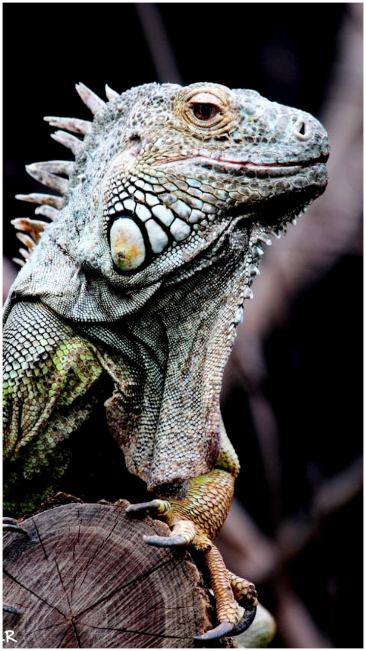 Deadly Animals That Spit Acid