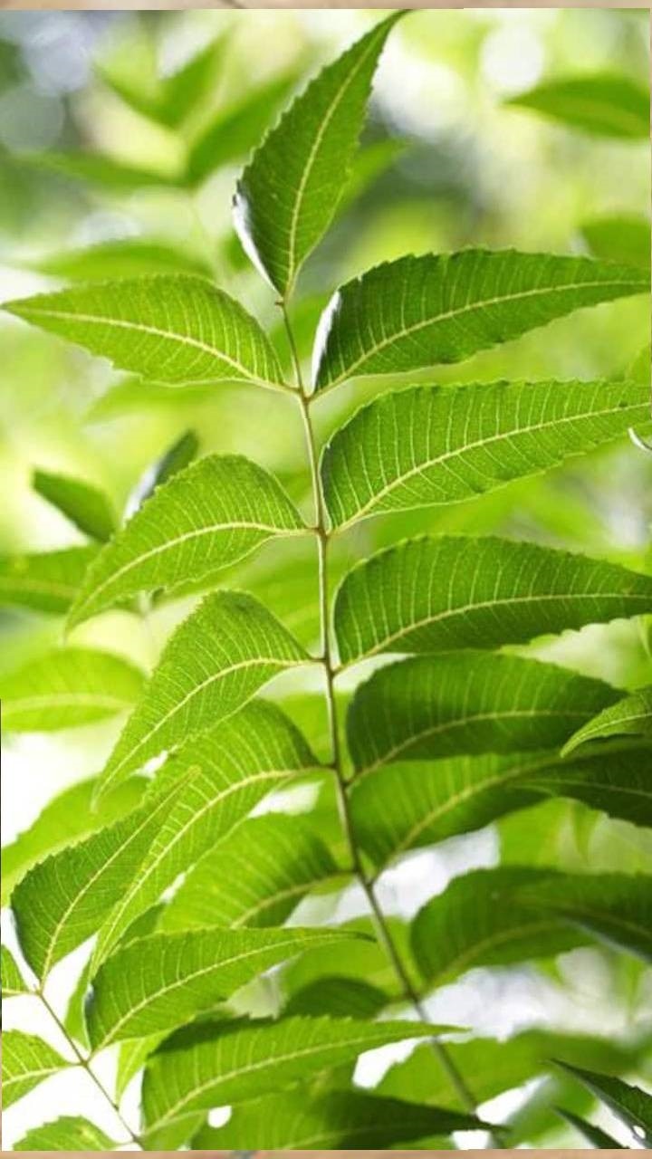 नीम का काढ़ा दूर करेगा मोटापा, जानें रेसिपी