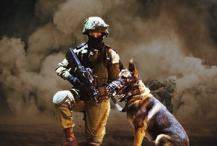 ‘Superdogs’ At Battlefield: Know All About Israel’s Military Canine ...