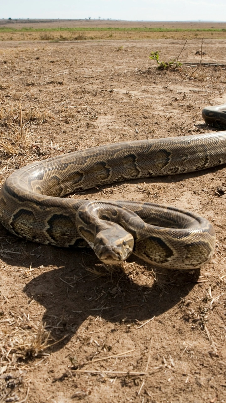10 Of The World’s Biggest Snakes