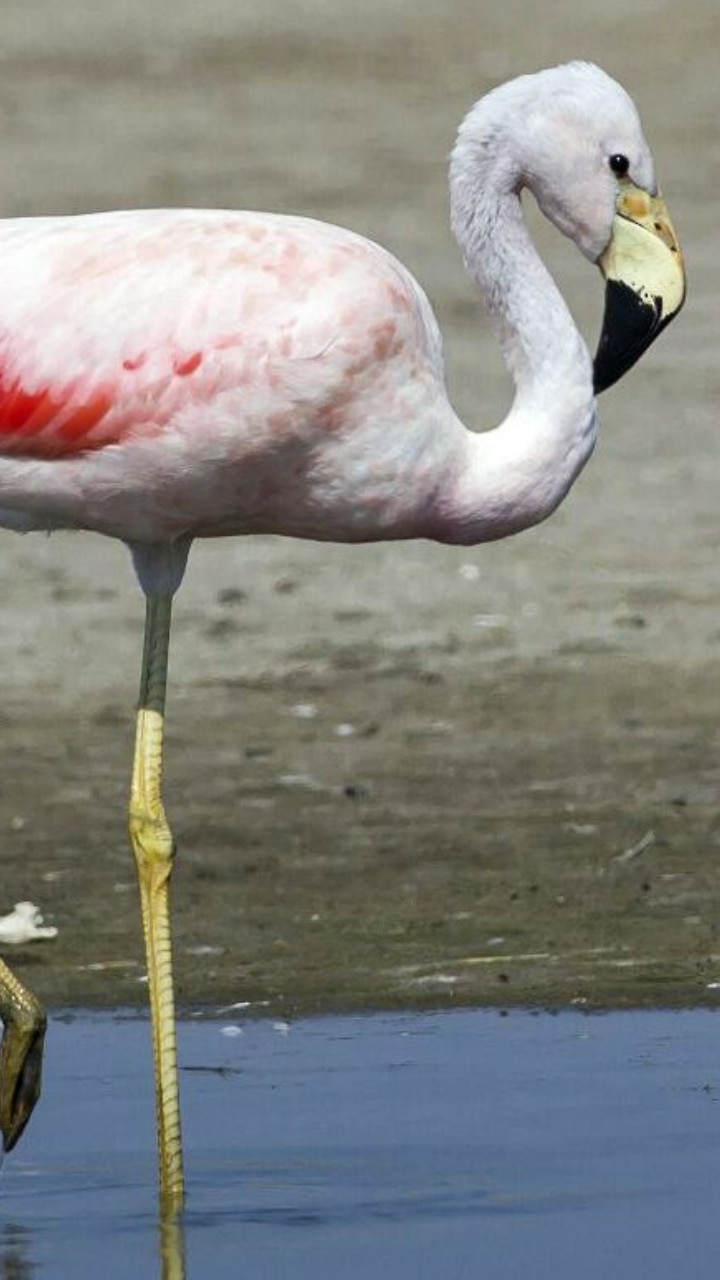 Top 10 Beautiful Birds That Dance