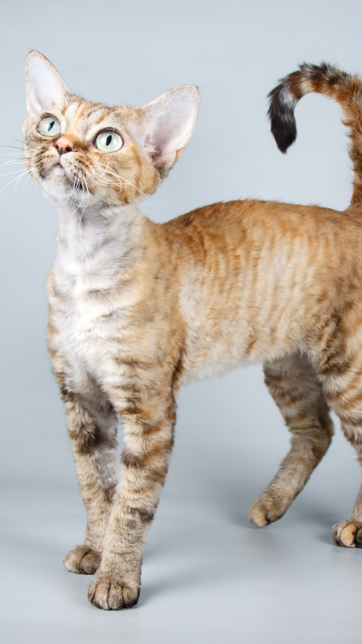 10 Most Unusual Cat Breeds In The World
