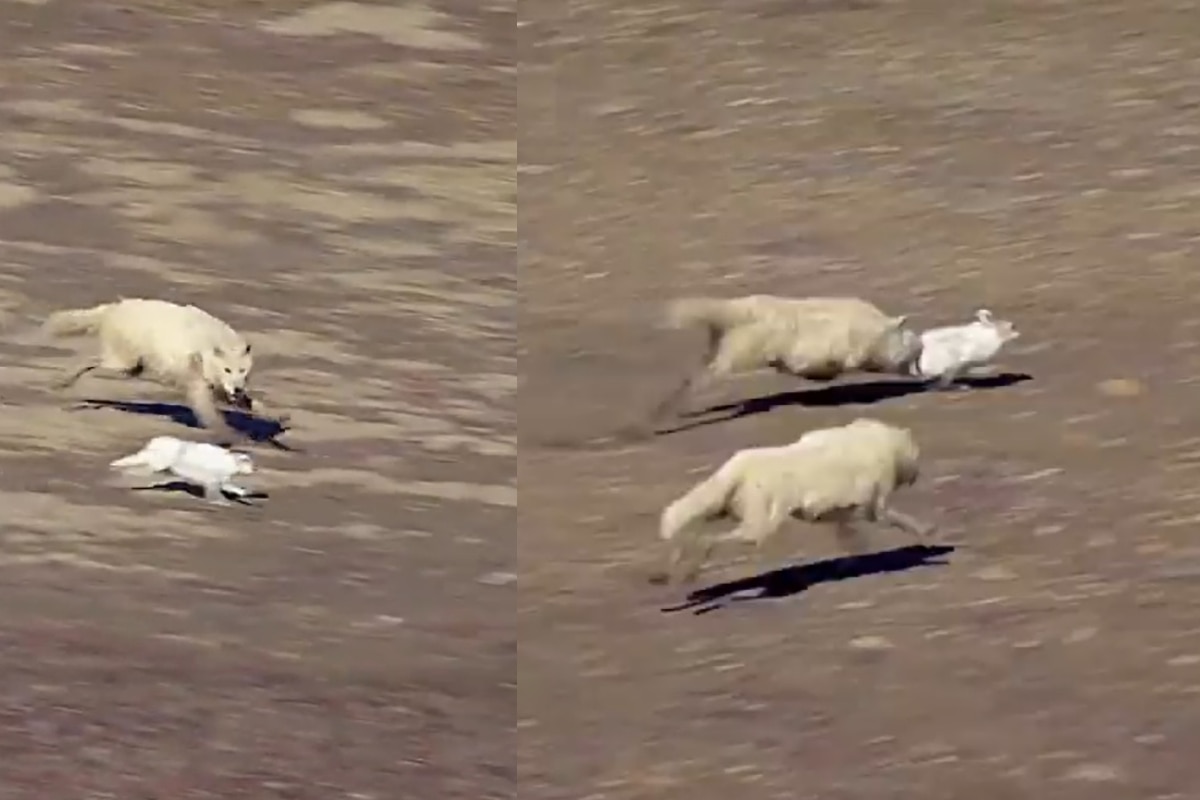 Wolves Try To Hunt Down Hare, One Gets It By Tail But Something ...