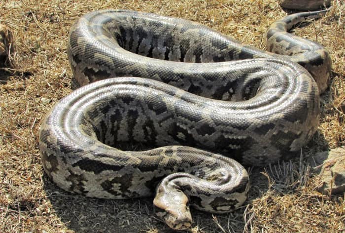 Large Python Rescued By Wildlife SOS In Delhi, Released In Natural Habitat