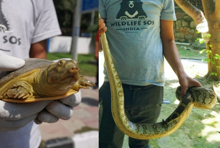 Rare, Endangered Turtle And Python Rescued From Delhi By Wildlife SOS ...