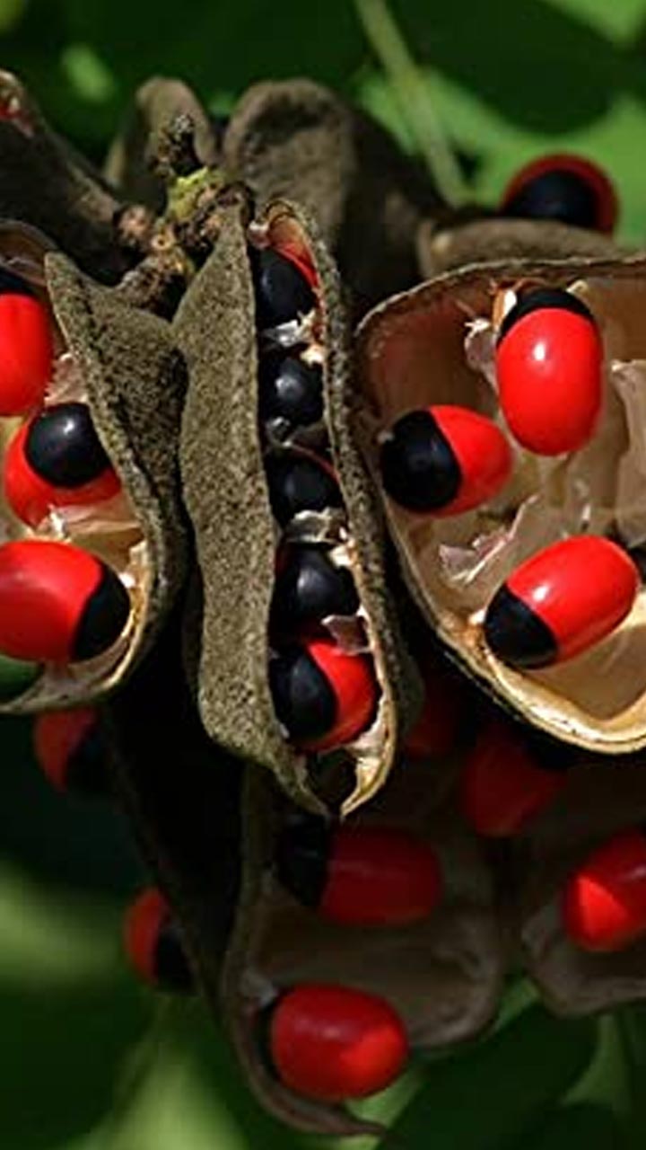 10 Most Poisonous Plants Commonly Found In India