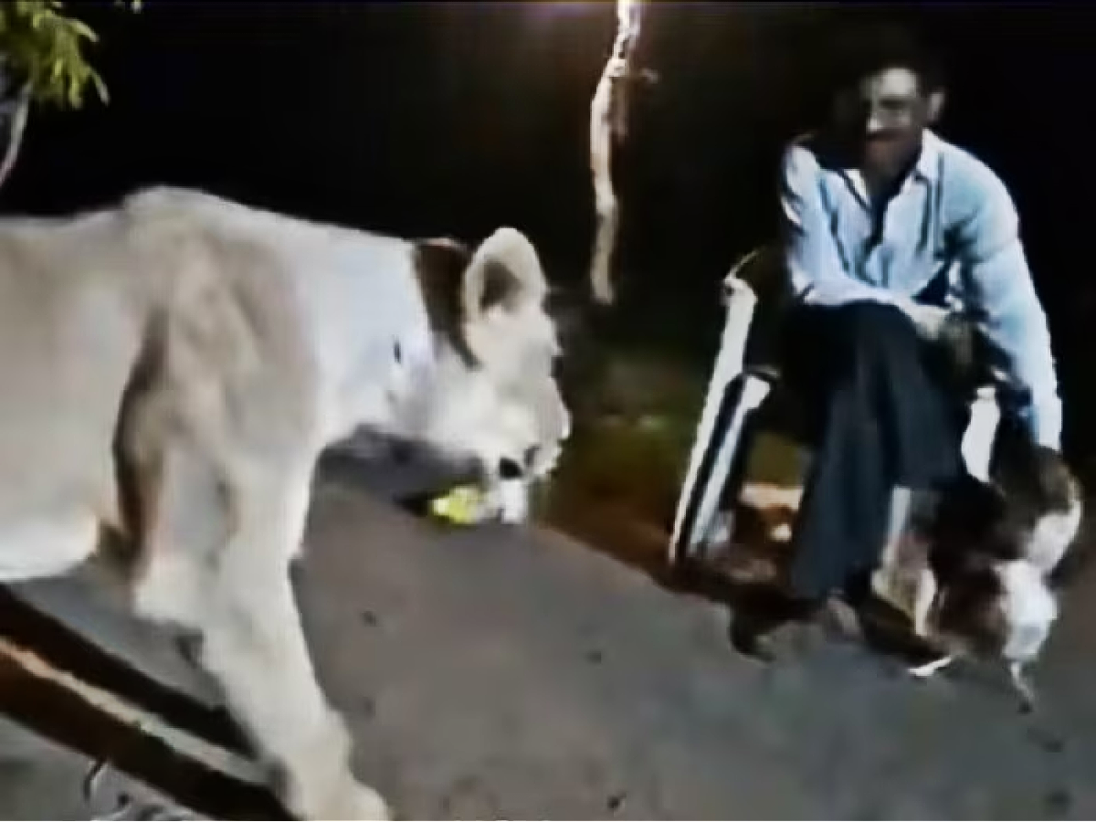 Sherni Ka Video: नशे में शेरनी को कुत्ता समझ बैठा शख्स, फिर जो हुआ झटका ...