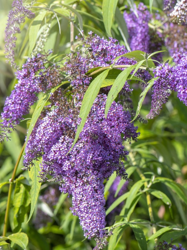 Top 9 Religious Plants To Worship