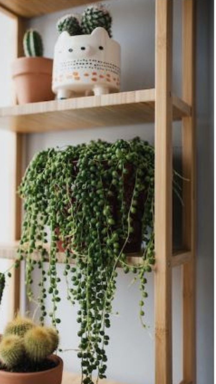 8 Indoor Plants That Release Oxygen At Night