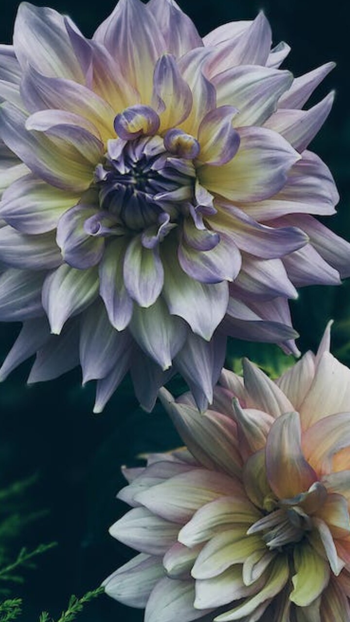 7 Flowers to Keep Your Home Rats Free