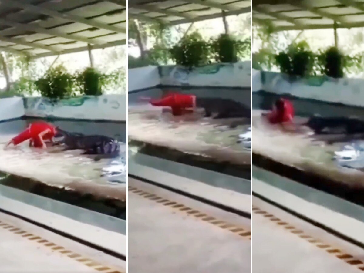 Magarmach Ka Video: मगरमच्छ के जबड़े में सिर डाल बैठा शख्स, फिर जो हुआ ...