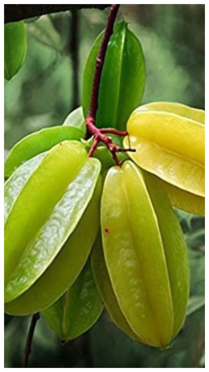 अर्जुन के फल में होते हैं एंटीऑक्सीडेंट गुण, Anti Ageing में भी है सहायक