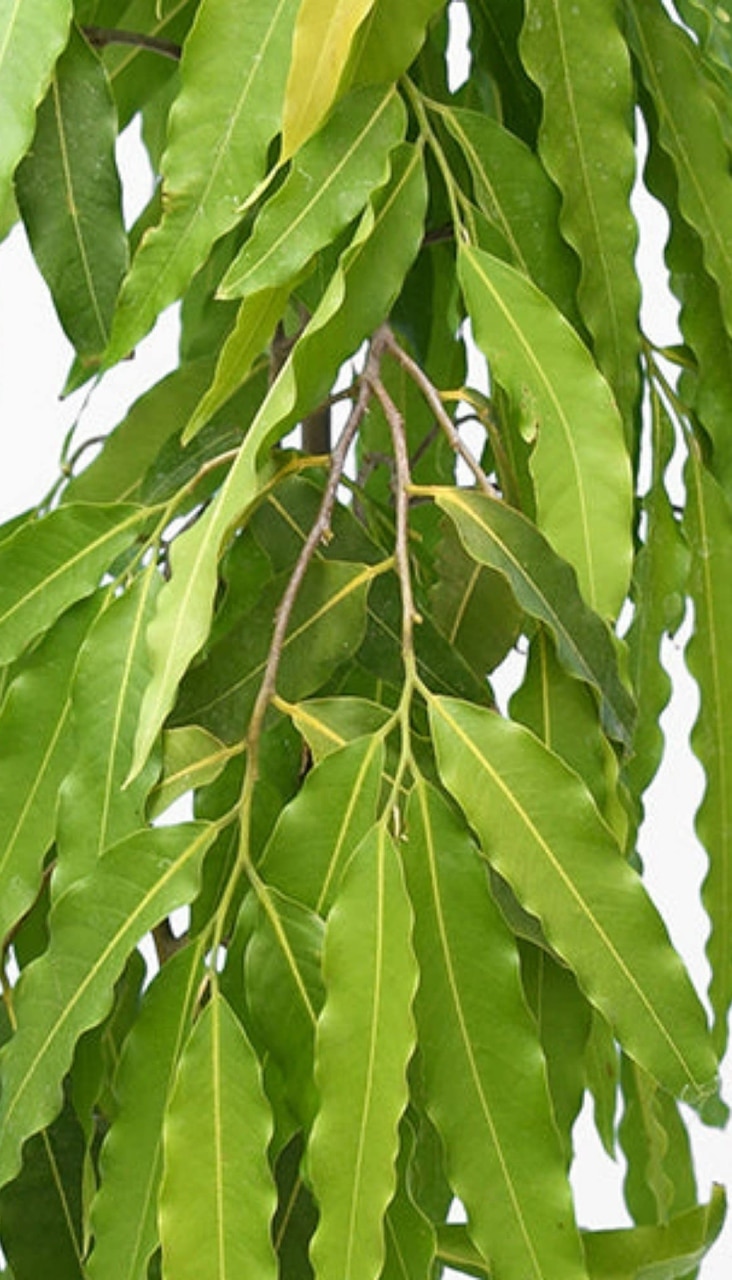 इन 3 परिस्थितिओं में कभी न खाये अशोका के पेड़ के पत्ते; नहीं तो......