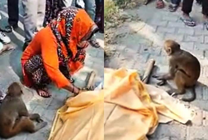 Bandar Ka Video: खाना देने वाले की अर्थी से लिपट गया बंदर, गम में इतना ...