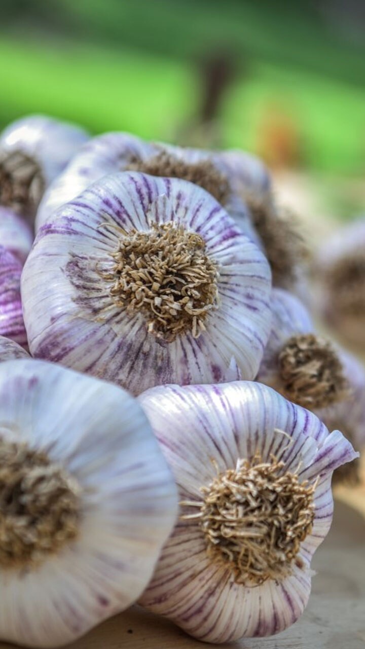 11 Side Effects of Consuming Garlic