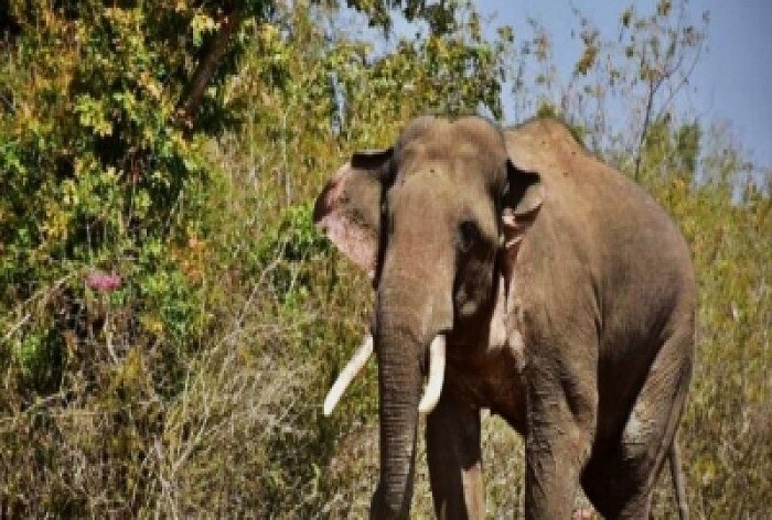 Hathi Ka Hamla: सैर करने निकली महिला पर जंगली हाथियों का हमला, कुचलकर ...