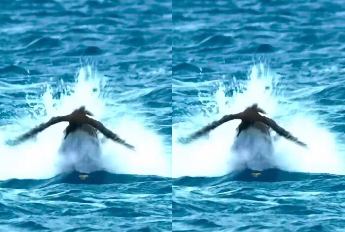 Baaz Ka Video: मछली पकड़ने आए बाज को चबा गई व्हेल, पकड़कर एक झटके में ...