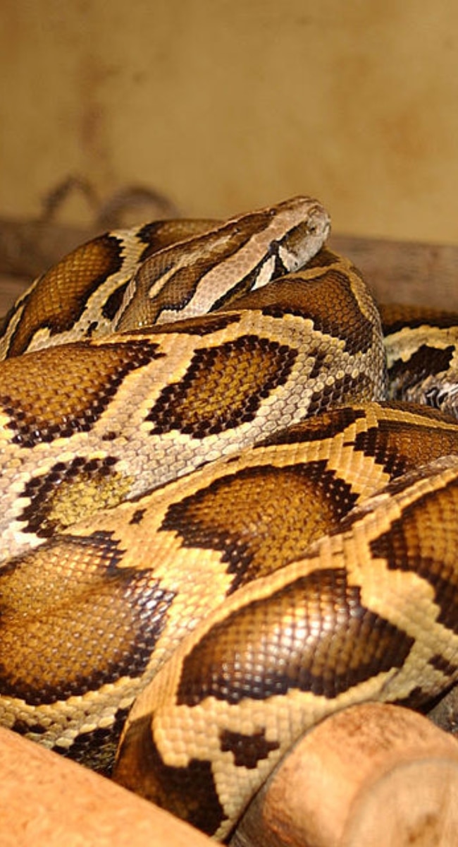 OMG! अजगर कैसे निगल जाते हैं इतने बड़े जानवर? ये रहा जवाब