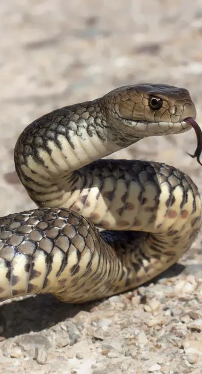 मरने के बाद भी जिंदा रहता है सांप का सिर, जानिए कैसे