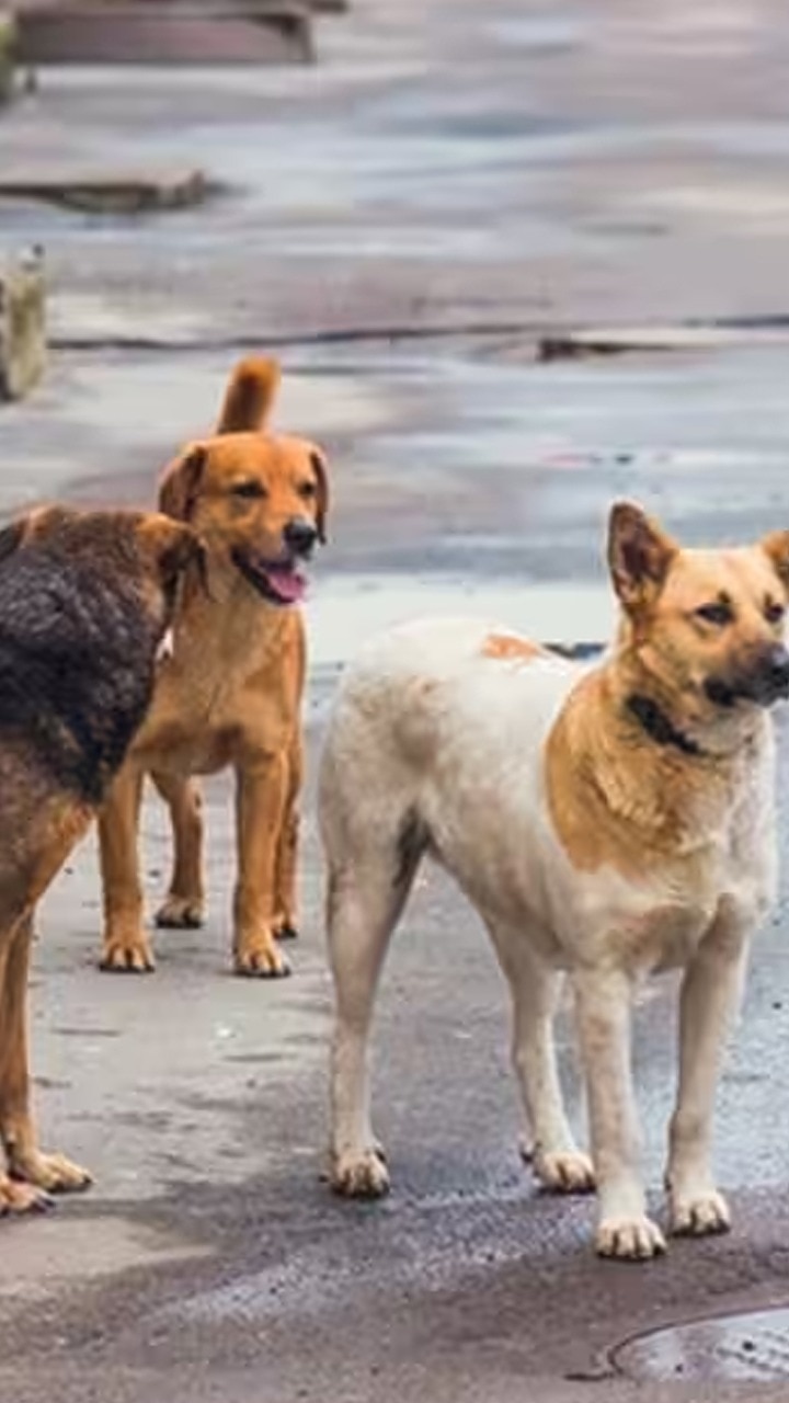 Top 5 States With Highest Stray Dogs