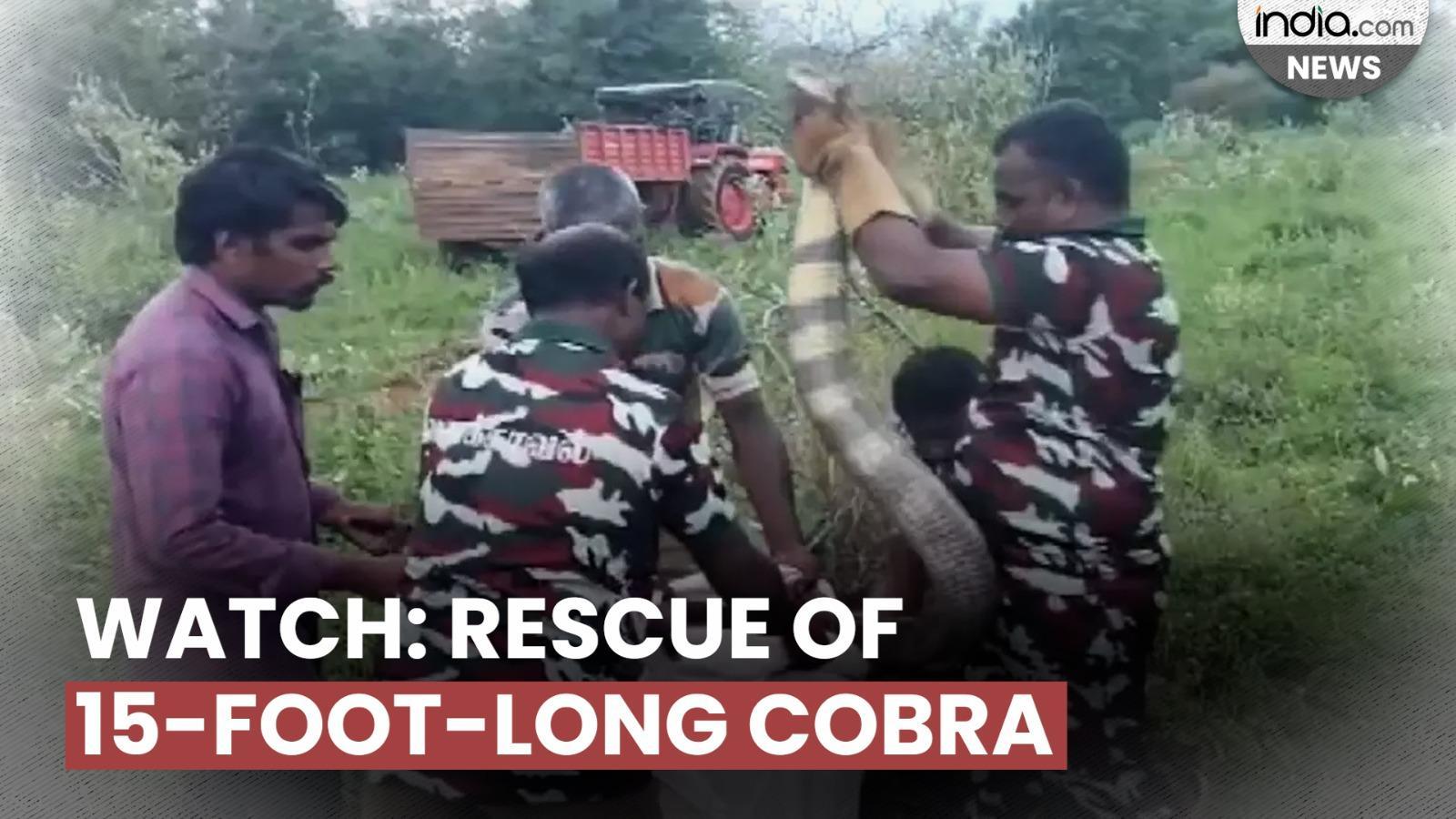Forest Department rescues 15-foot-long cobra from factory in Tenkasi ...