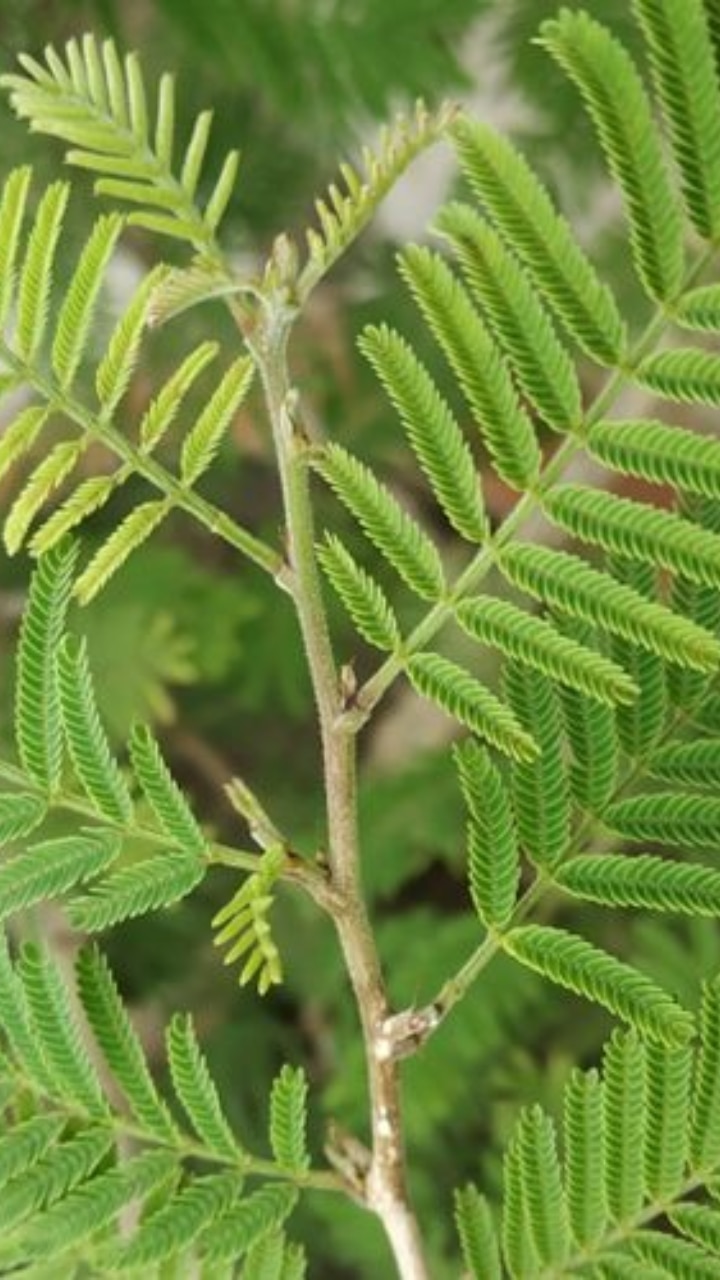 8 Benefits of Growing Shami Plant in Your Home