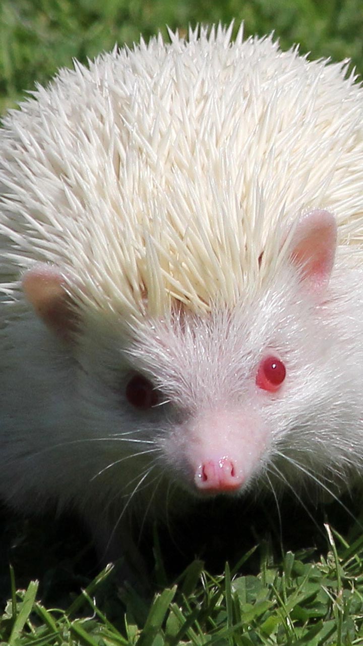 10 'Alien-Looking' Animals Found On Earth