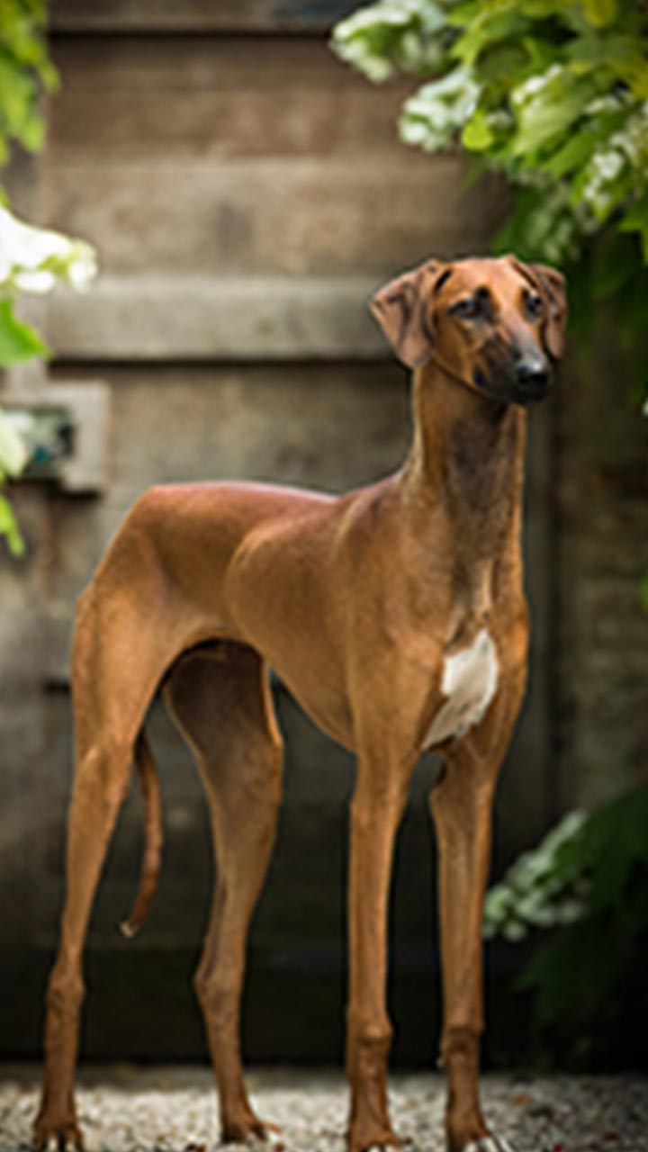 10 Rarest Dog Breeds In The World