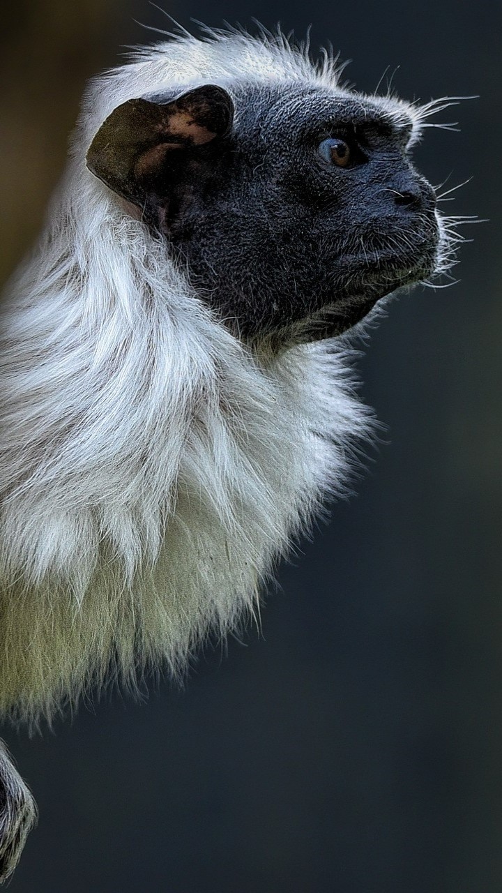 10 World's Most Endangered Animals By Country