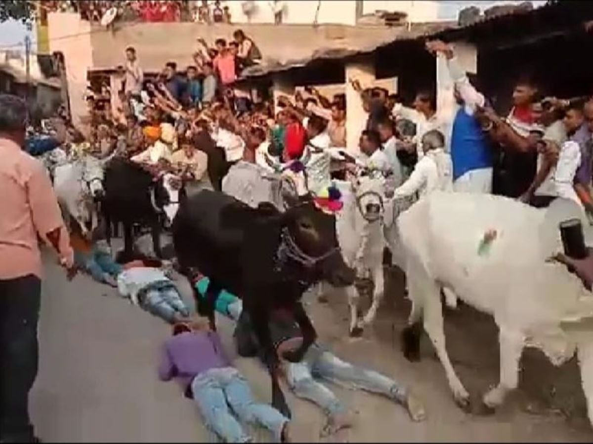 Gai Gohari Parv: क्या है आदिवासी संस्कृति की अनूठी परंपरा गाय गोहरी ...