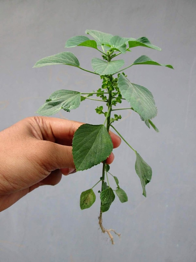 10 Top Medicinal Uses and Benefits Of Kuppaimeni (Acalypha Indica)