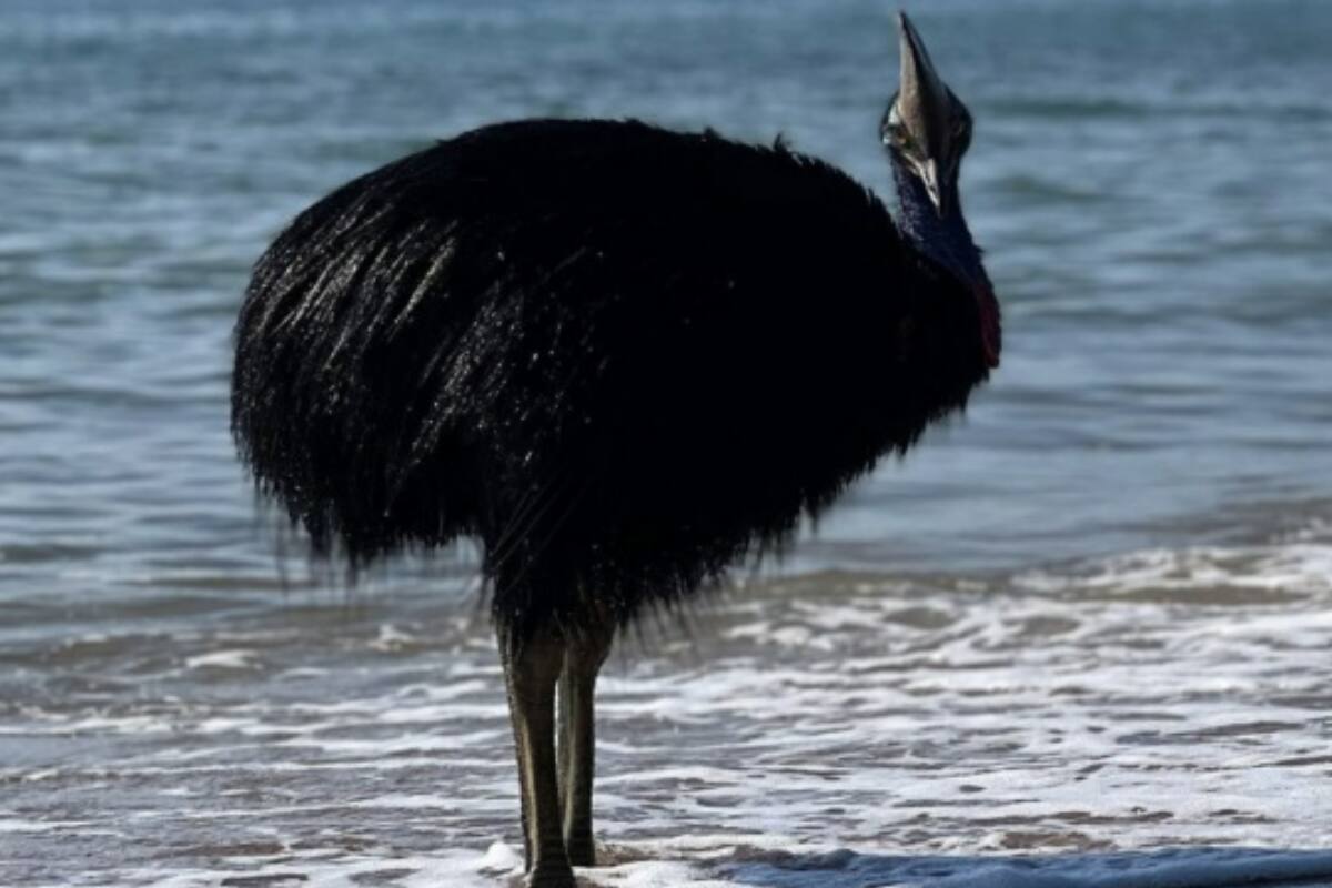Cassowary Memes Pissed Off Cassowary Memes & GIFs Imgflip