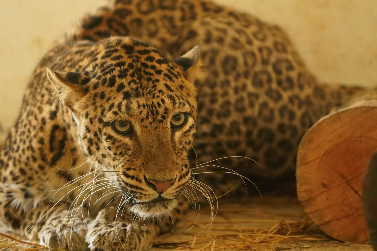 Severely Injured Female Leopard Alpana Embarks On Path To Recovery
