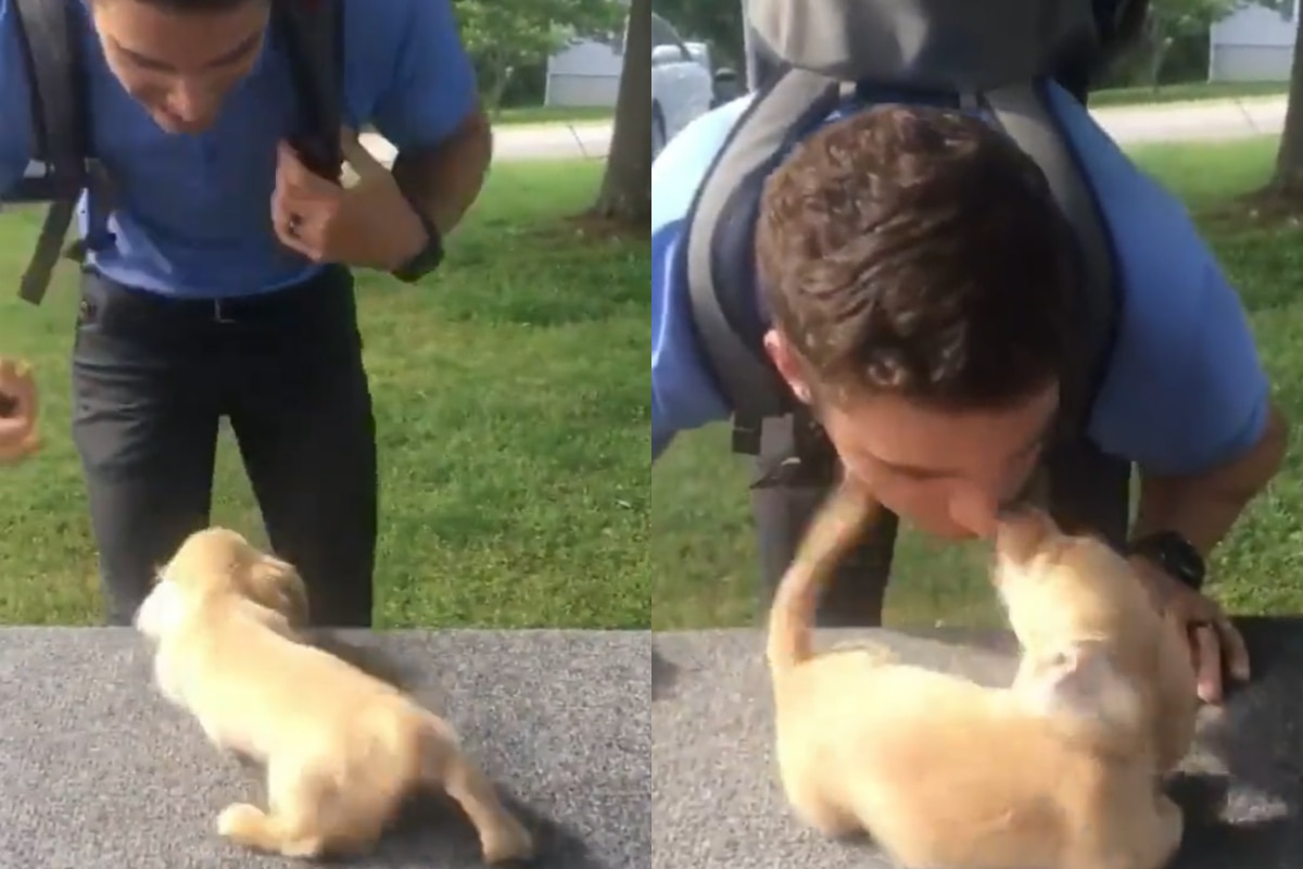 Pup Is Super Happy And Excited When Her Dad Comes Home From Work ...