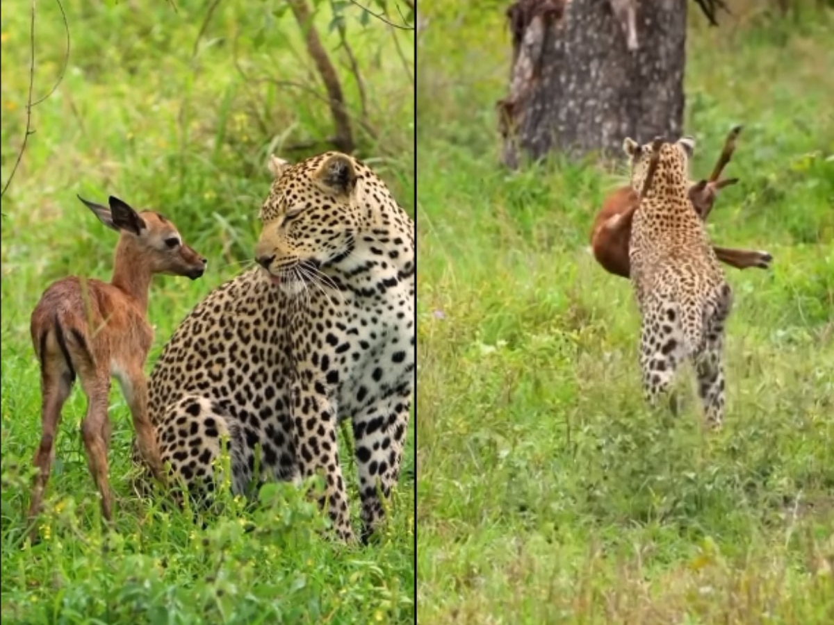 Leopard Save Deer Viral Video: तेंदुए की दरियादिली देखकर दंग रह जाएंगे ...