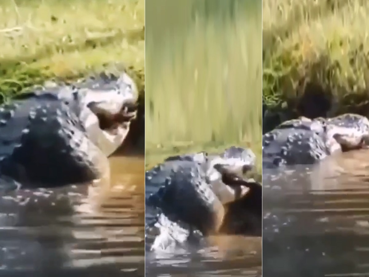 Magarmach Ka Video: भूख लगी तो साथी पर ही टूट पड़ा मगरमच्छ, सेकेंडों ...