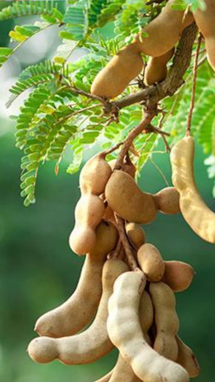 इमली खाने के कई फायदे हैं बस इसे सही तरीके से सेवन करें