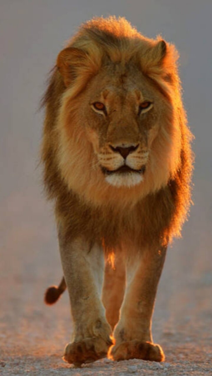 Top 10 Fastest Land Animals On Earth