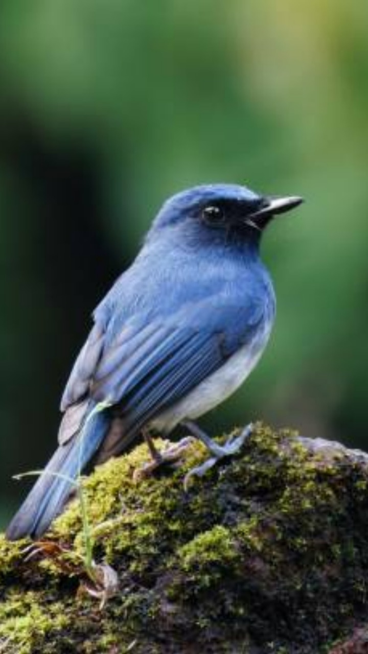 10 Rarest Birds Found In India