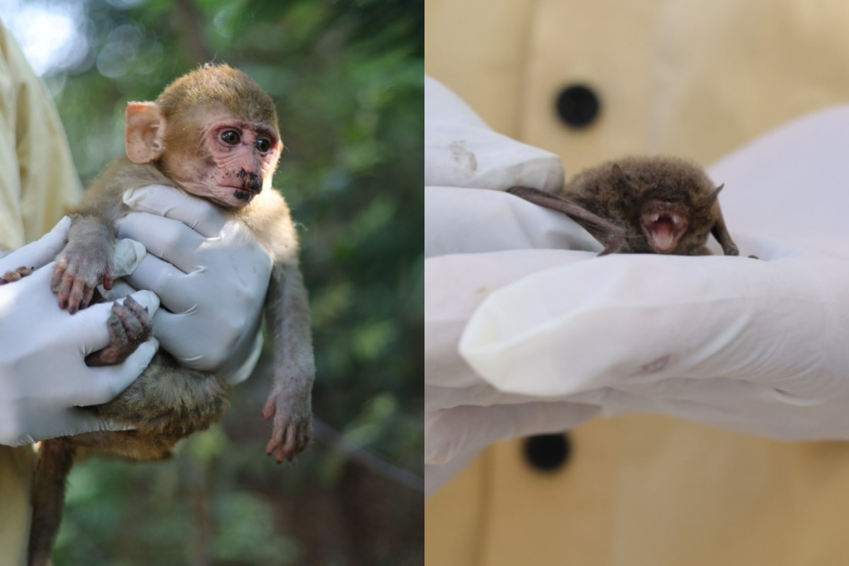 Animal Babies Rescued In Delhi By Wildlife SOS